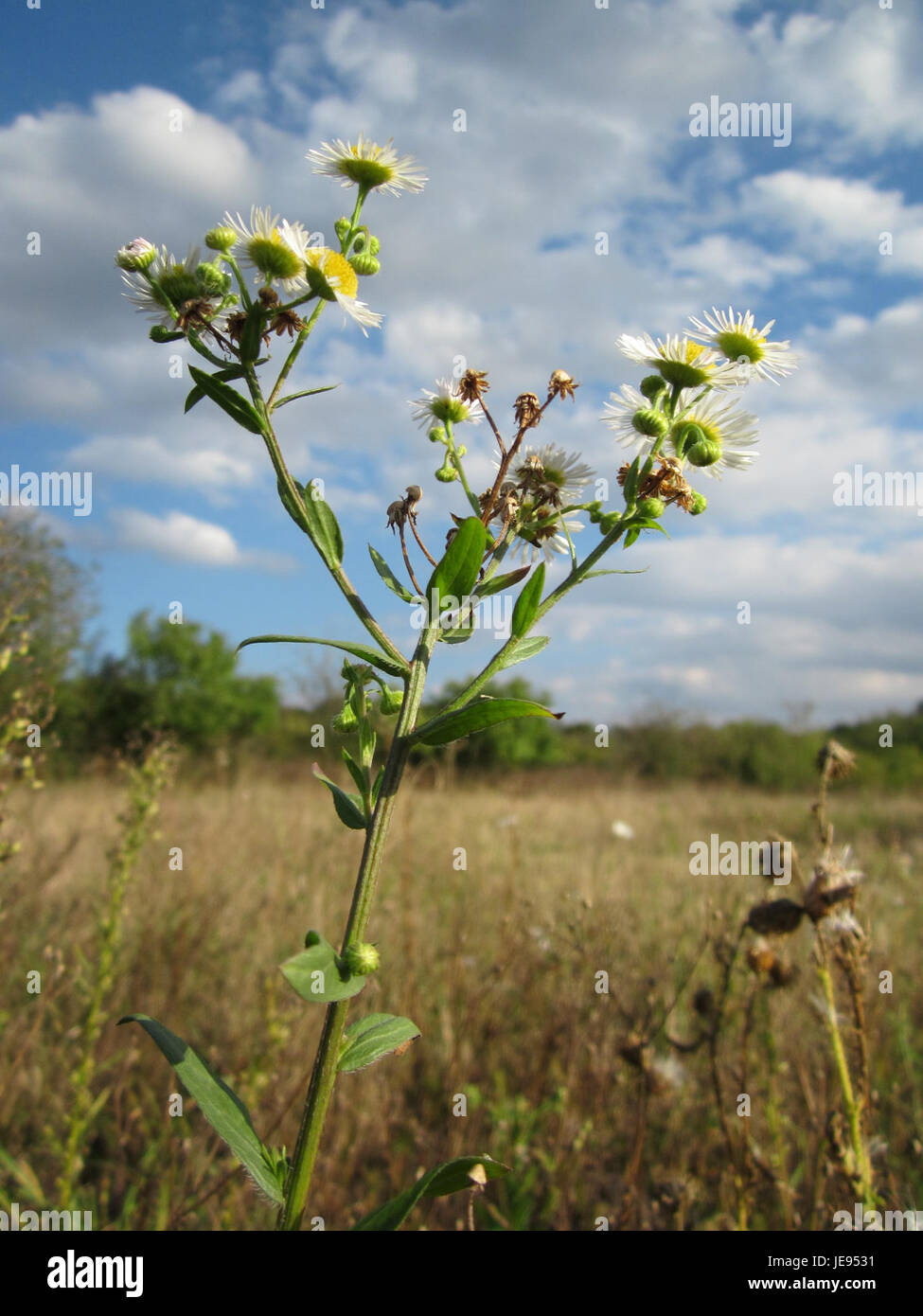 Roter Bruch is a geological site in Walldorf, Germany, known for its ...