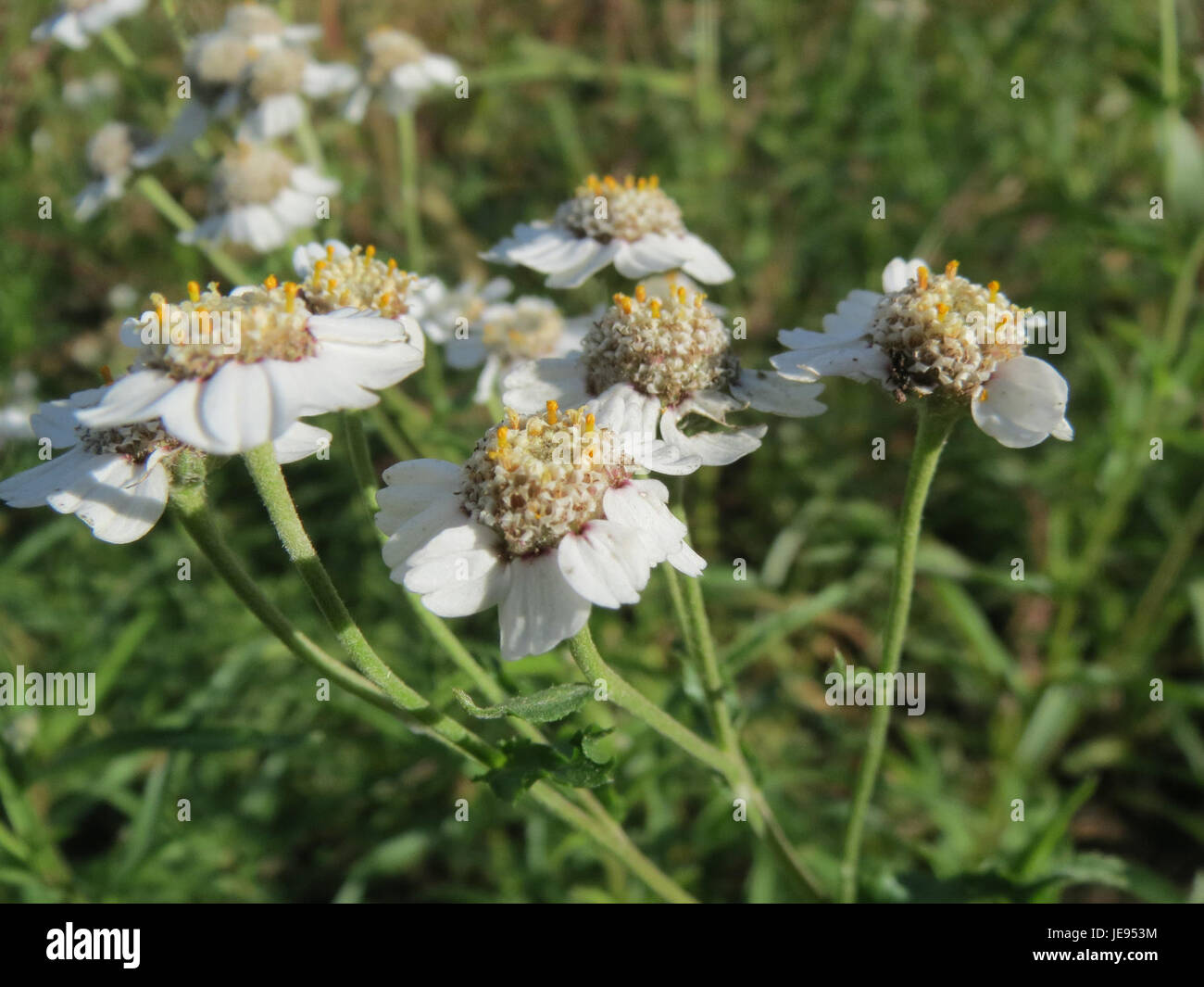 This image shows the Schwetzinger Wiesen, a region in Germany known for ...