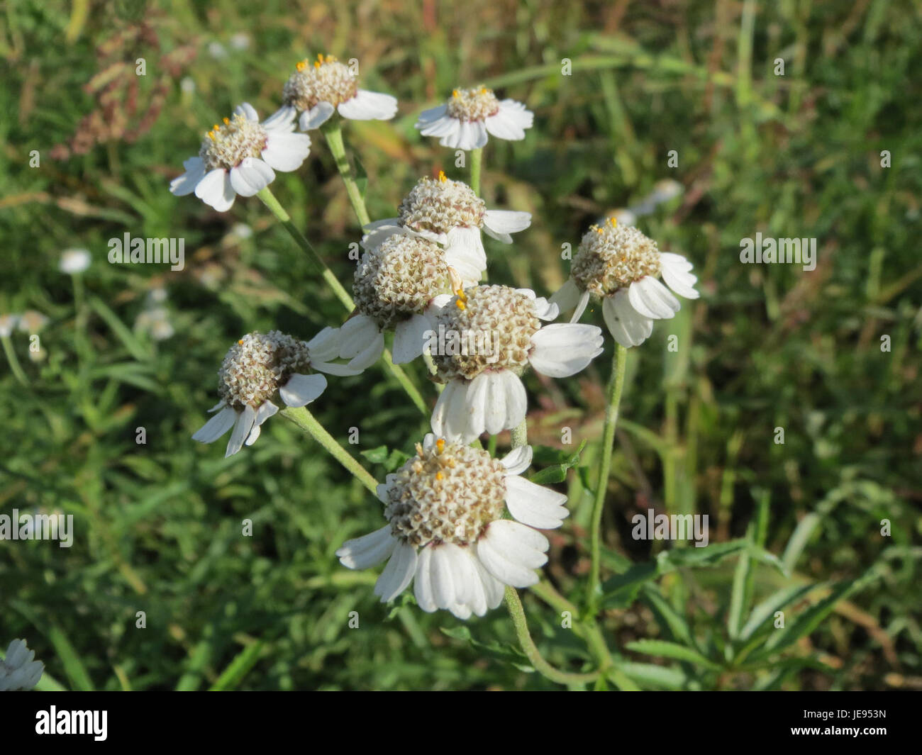 Schwetzinger Wiesen is a scenic meadow area located near Schwetzingen ...