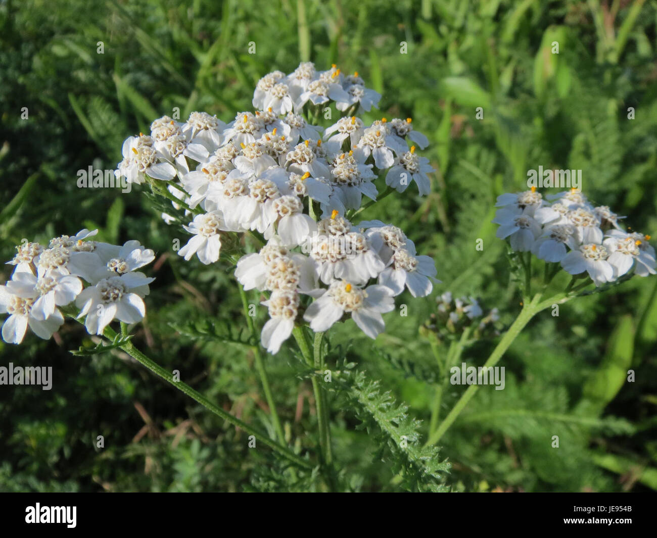 The Schwetzinger Wiesen is a historic nature reserve located near ...