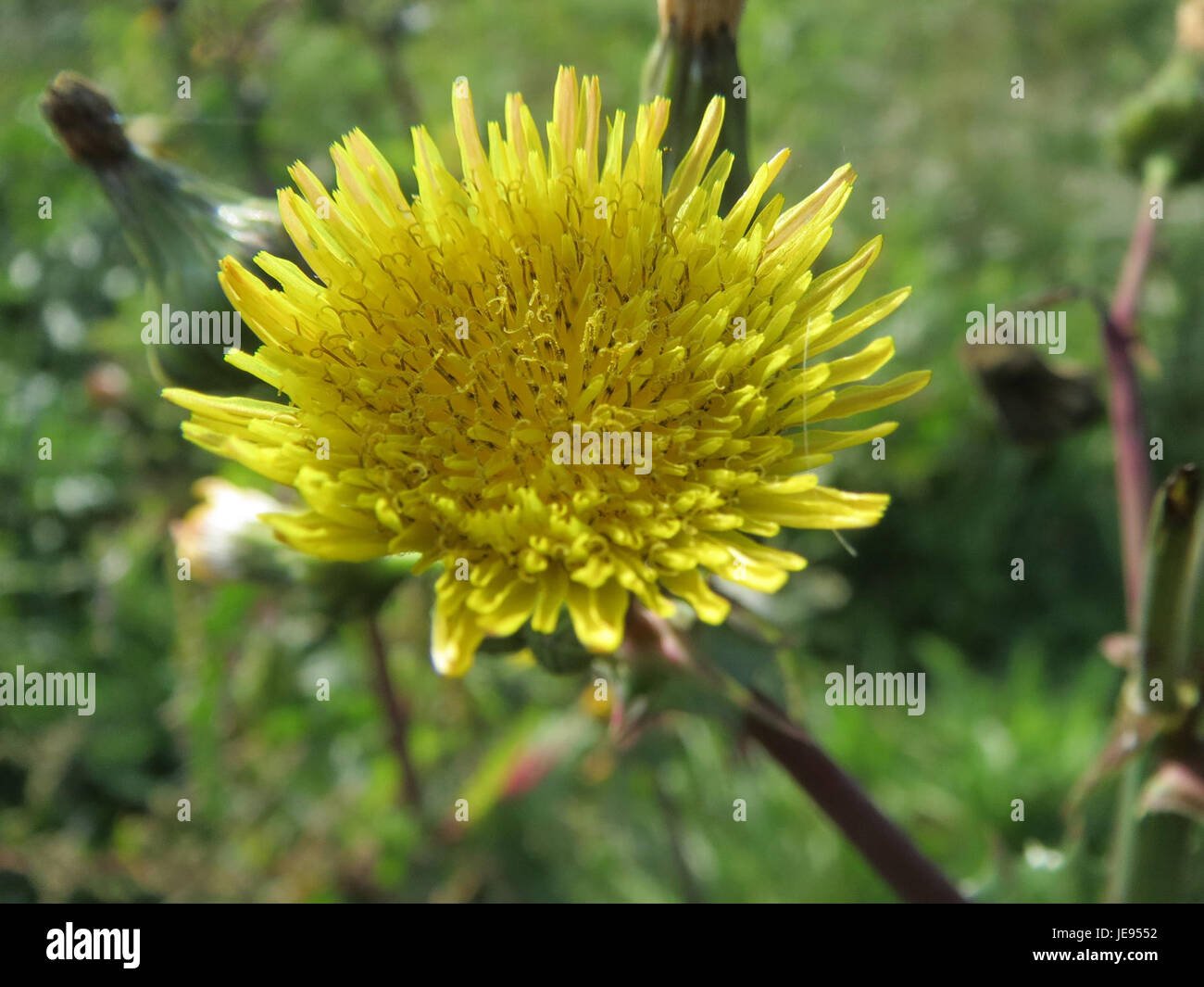Is an annual plant with spiny leaves and yellow hi-res stock ...