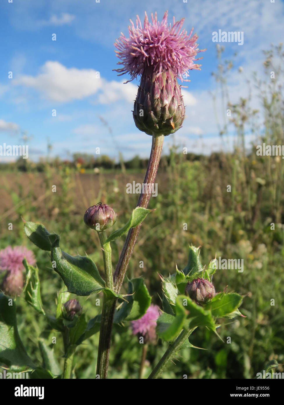 Photograph of Cirsium arvense, commonly known as Canada Thistle, taken ...