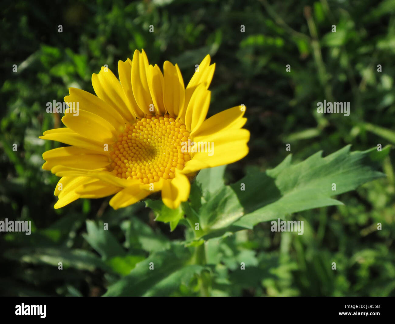 Glebionis segetum, commonly known as corn marigold, is a flowering ...