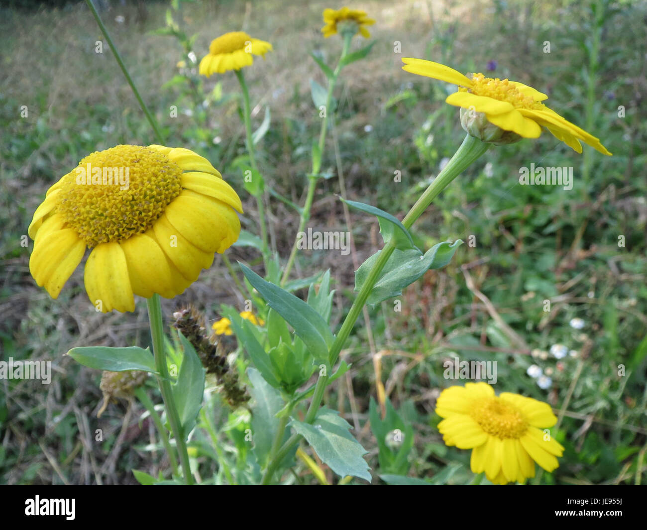 Glebionis segetum, commonly known as corn marigold, is a wildflower ...