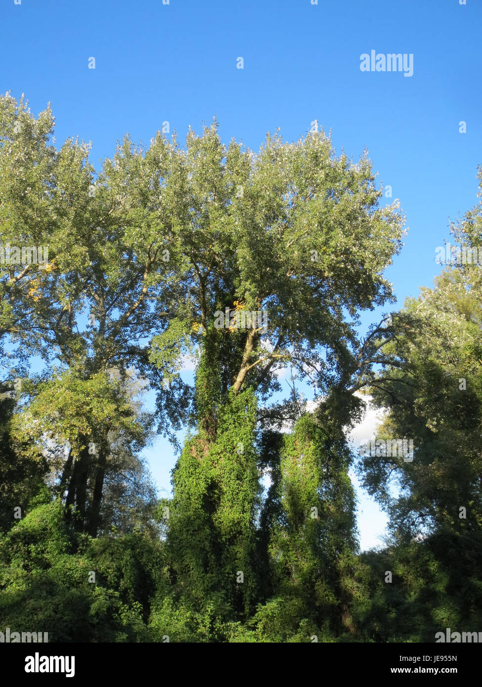 Species of poplar hi-res stock photography and images - Alamy