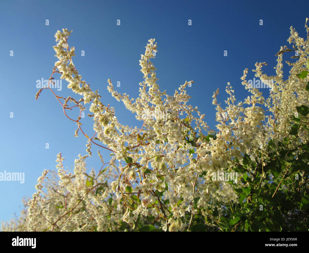 Japanese knotweed damage hi-res stock photography and images - Alamy