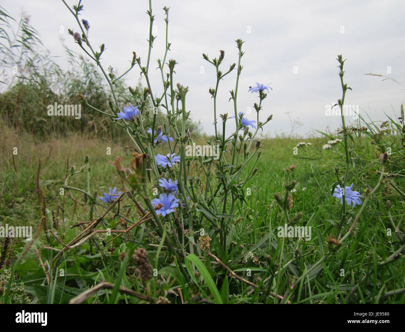 Image showcases vibrant blue hi-res stock photography and images - Alamy