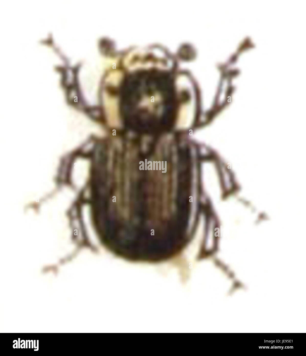 Agrilinus sordidus, commonly known as the potato flea beetle, is a ...