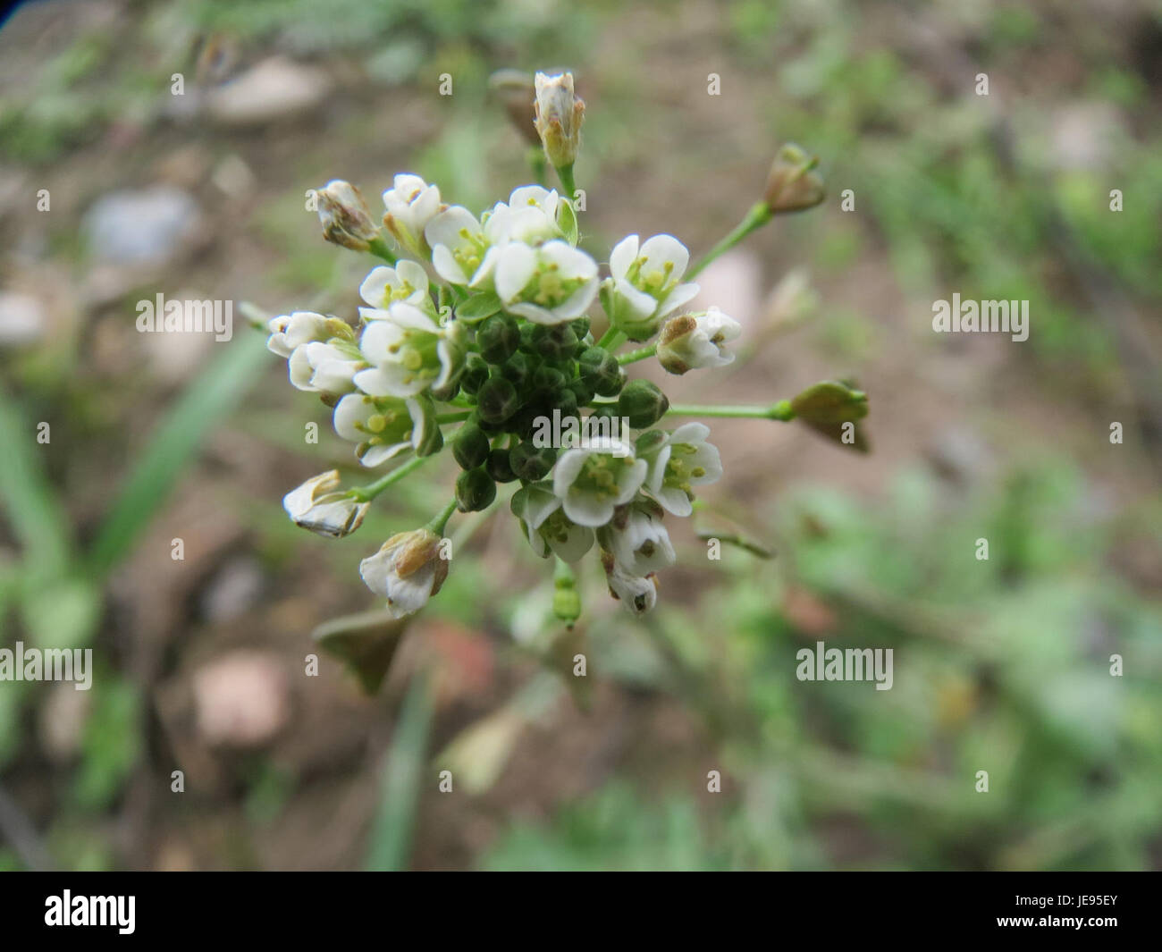 Capsella bursa pastoris known hi-res stock photography and images - Alamy