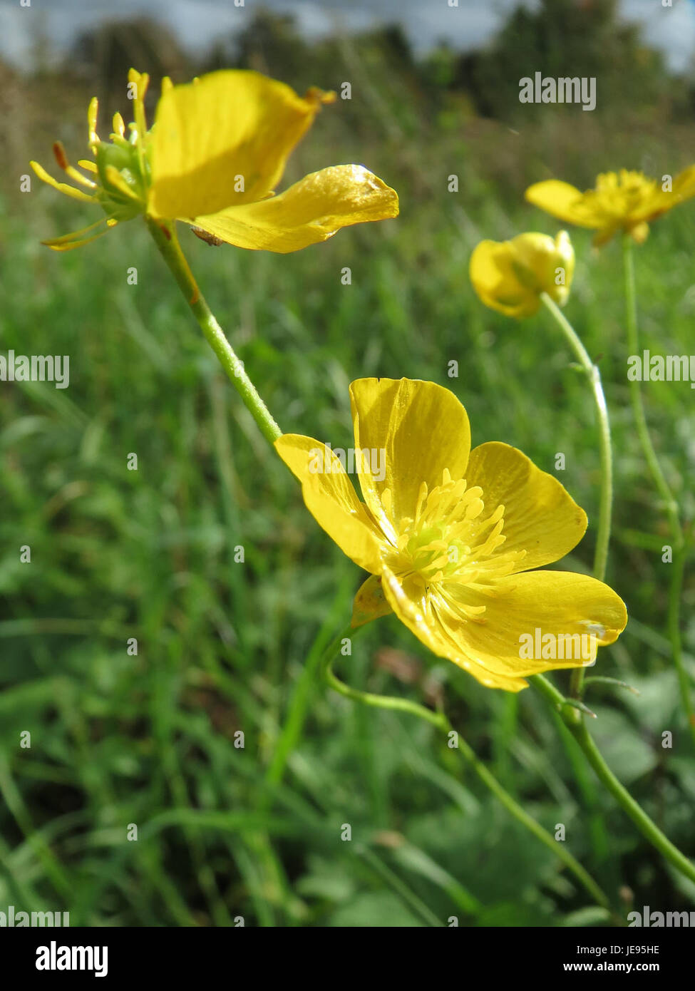 Ranunculus acris, commonly known as the meadow buttercup, is a ...