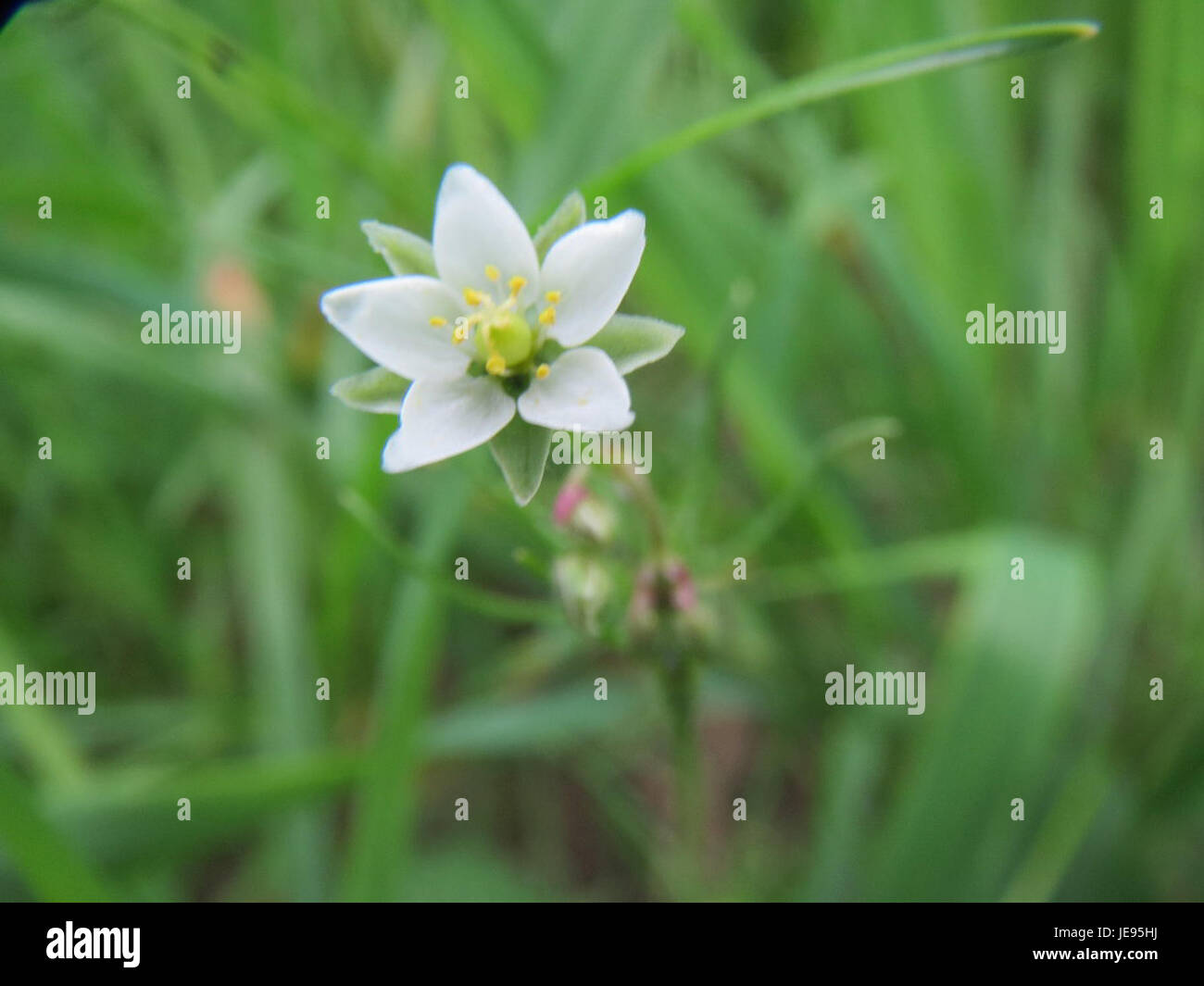 Spergula arvensis, also known as corn spurrey, is a common weed found ...