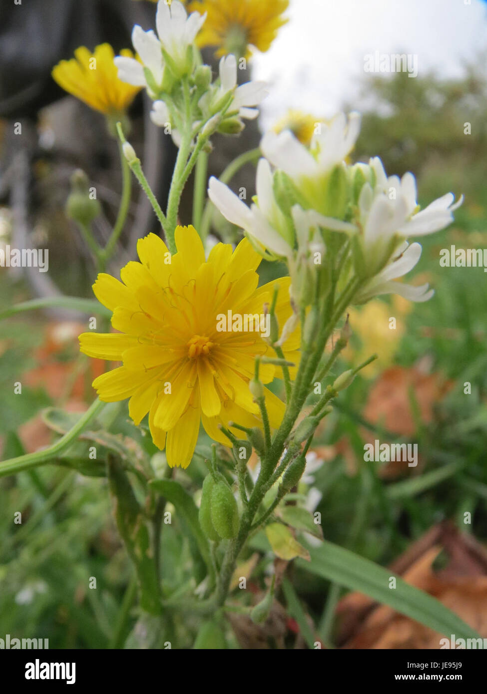 A photograph of Crepis biennis, commonly known as the yellow hawkweed ...