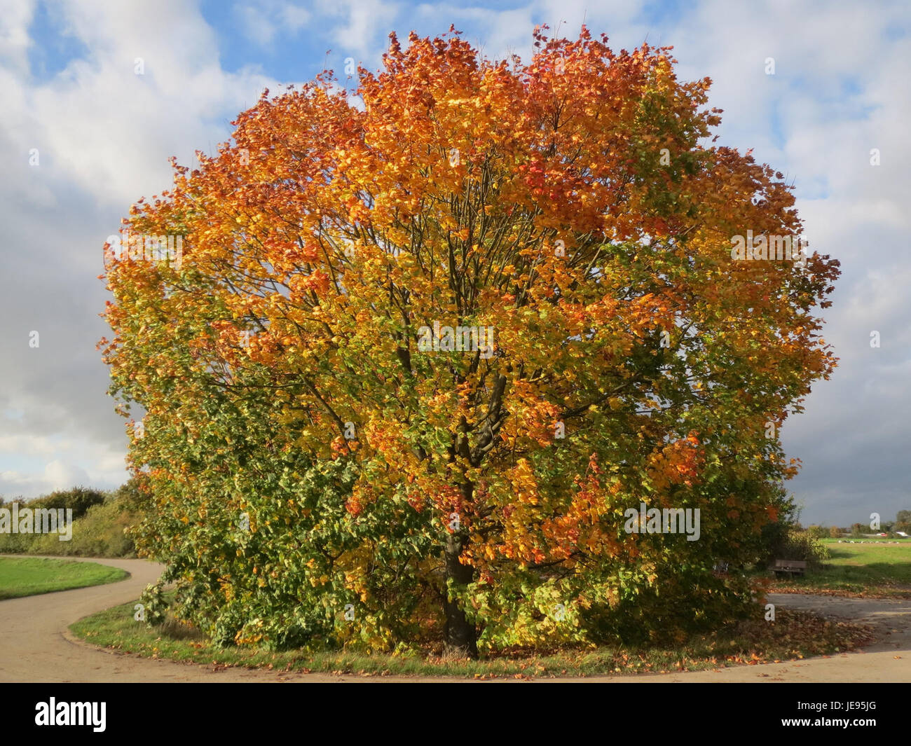 A botanical entry for Acer platanoides, commonly known as Norway Maple ...