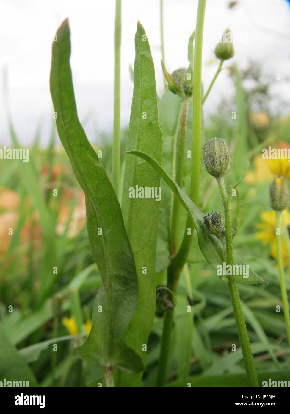 Crepis biennis, commonly known as the rough hawkweed, observed on ...