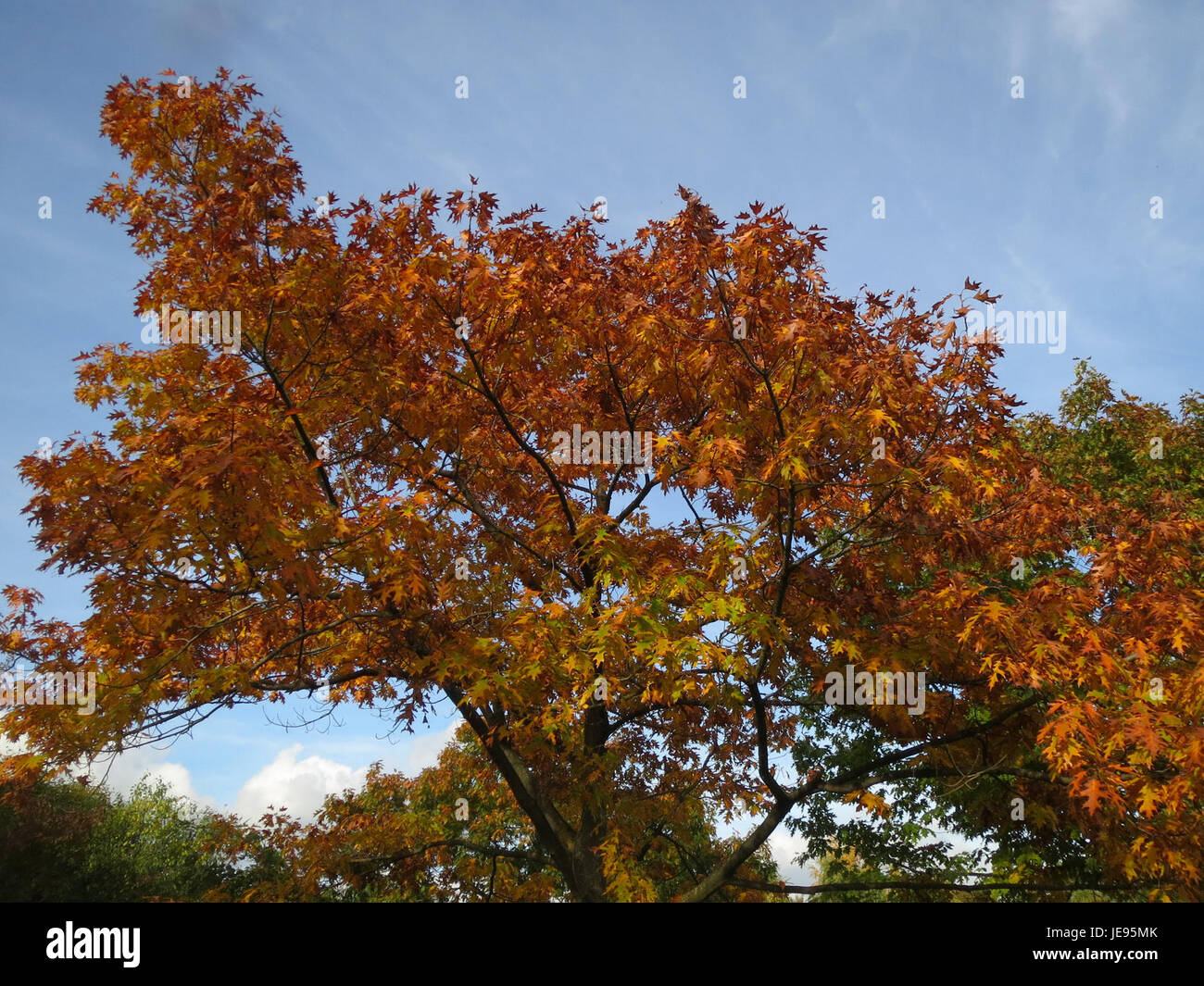 Quercus rubra, commonly known as the northern red oak, is a tree ...