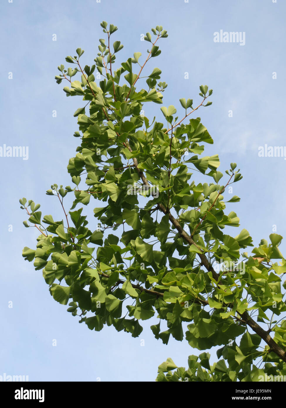 A photograph of Ginkgo biloba leaves taken on October 18, 2013 ...