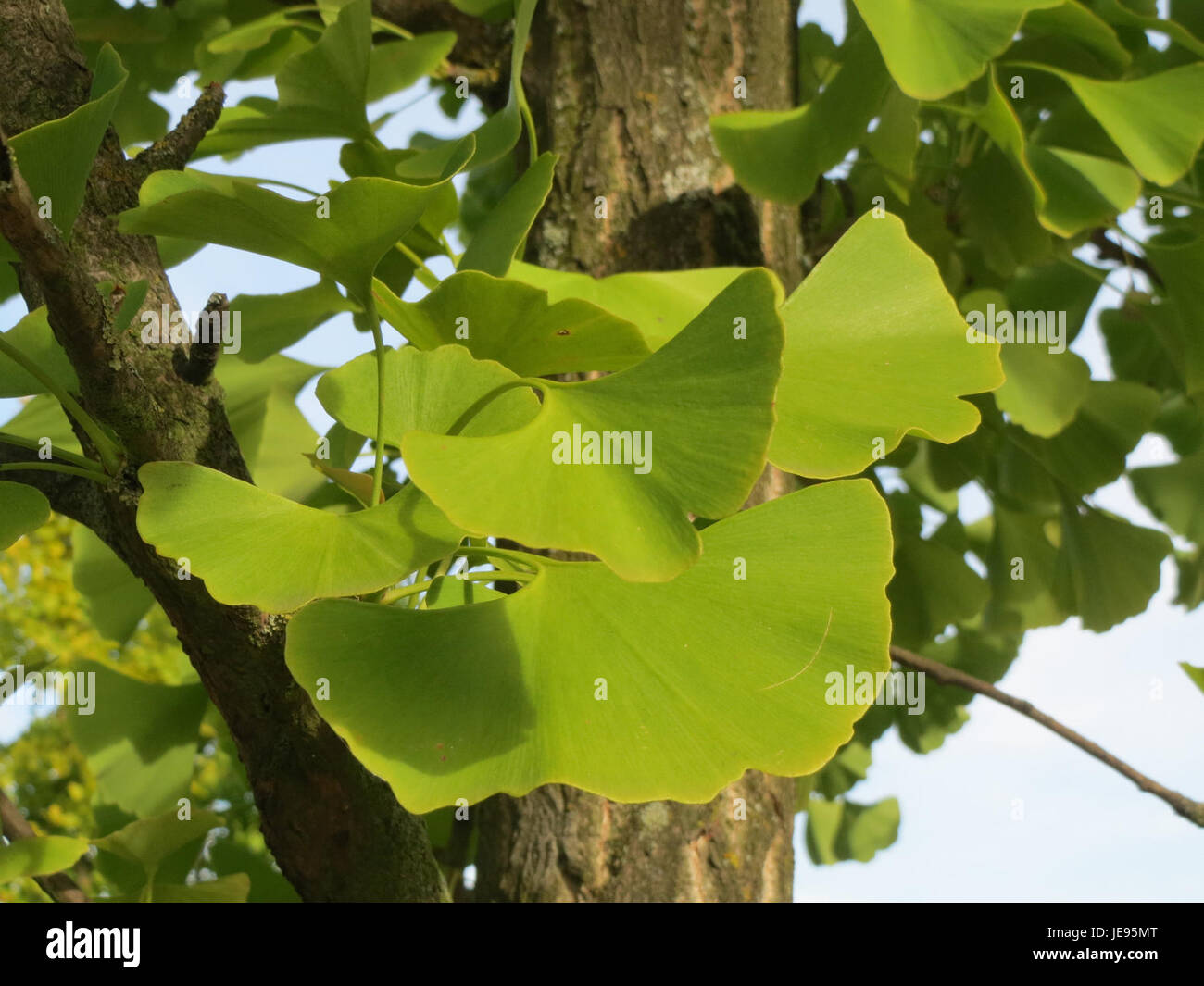 Ginkgo biloba, an ancient tree species, is known for its fan-shaped ...