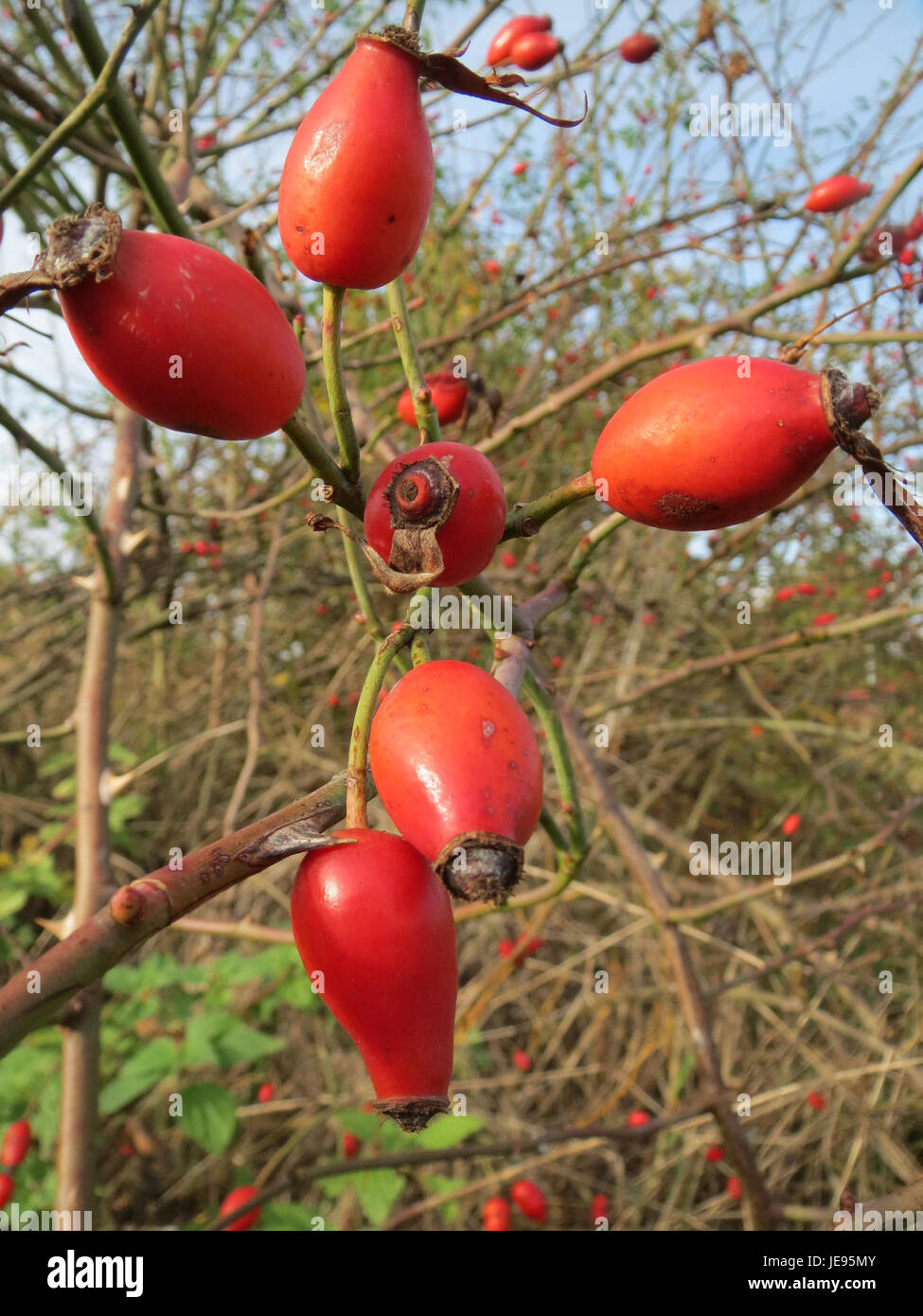 This image features Rosa canina, commonly known as the dog rose, a wild ...