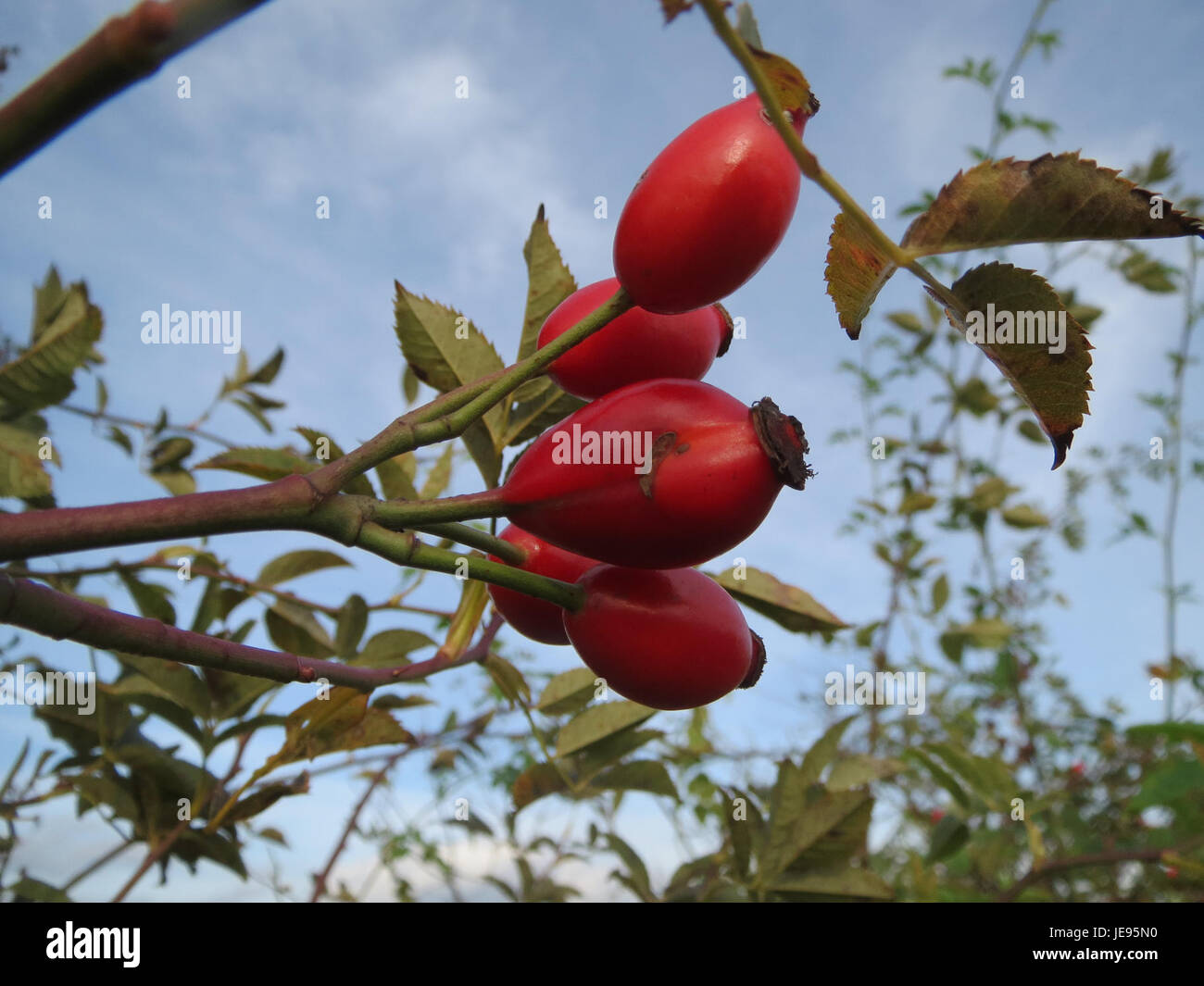 This image showcases the Rosa canina, also known as the dog rose, a ...