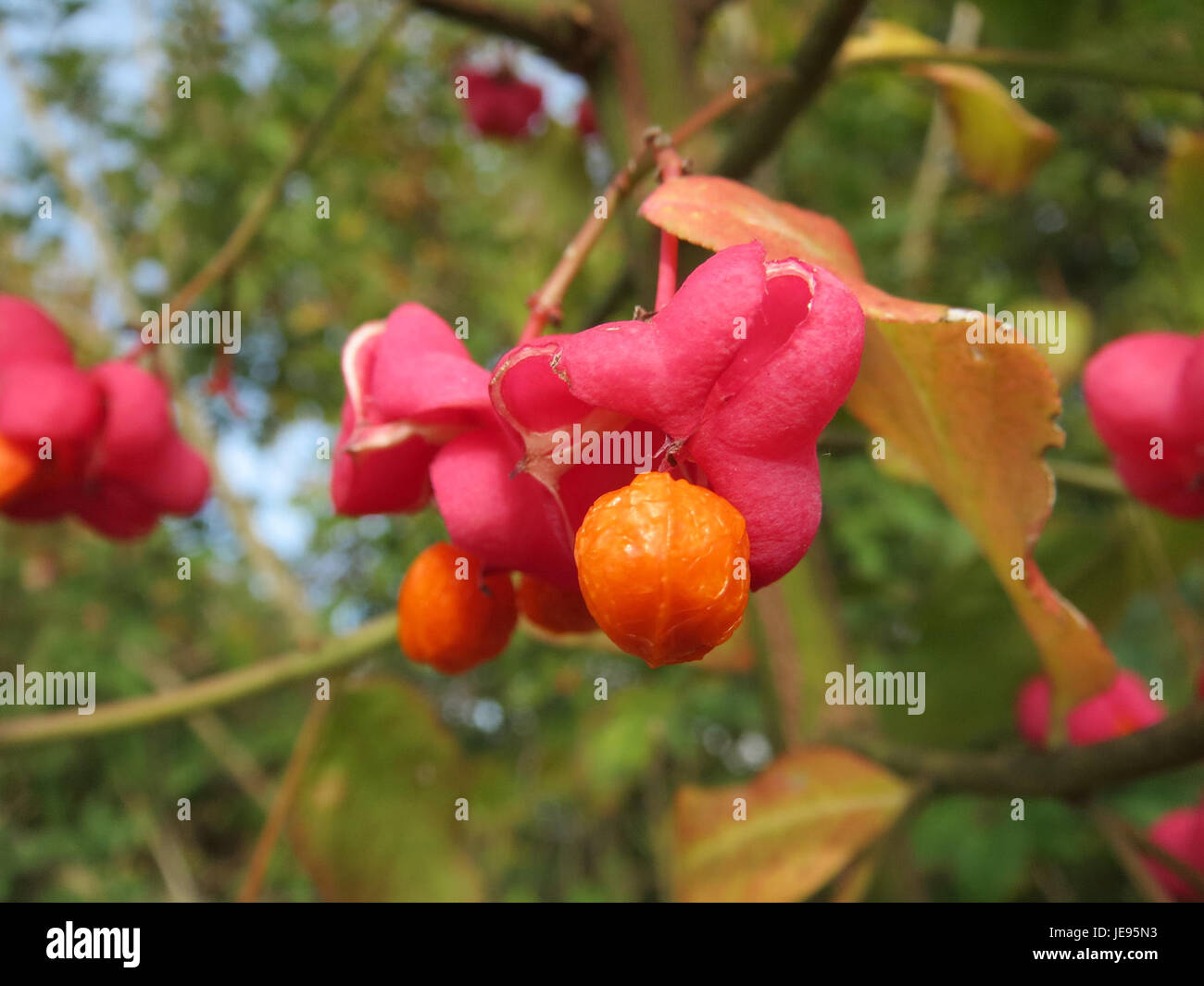 The image shows Pfaffenhütchen, commonly known as spindle tree ...