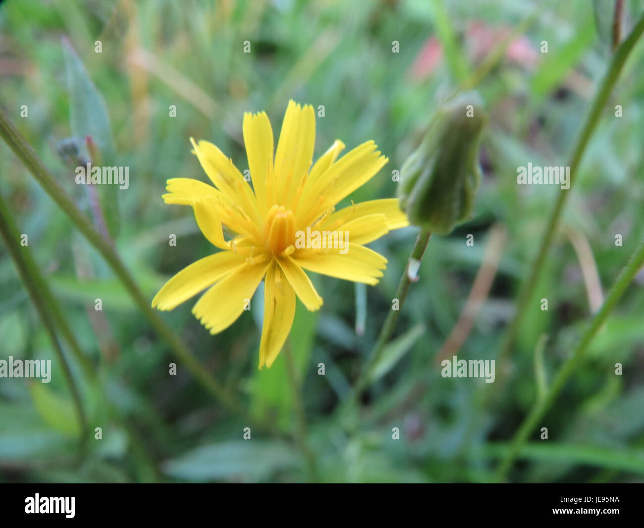 Crepis biennis, commonly known as the smooth hawksbeard, is a flowering ...