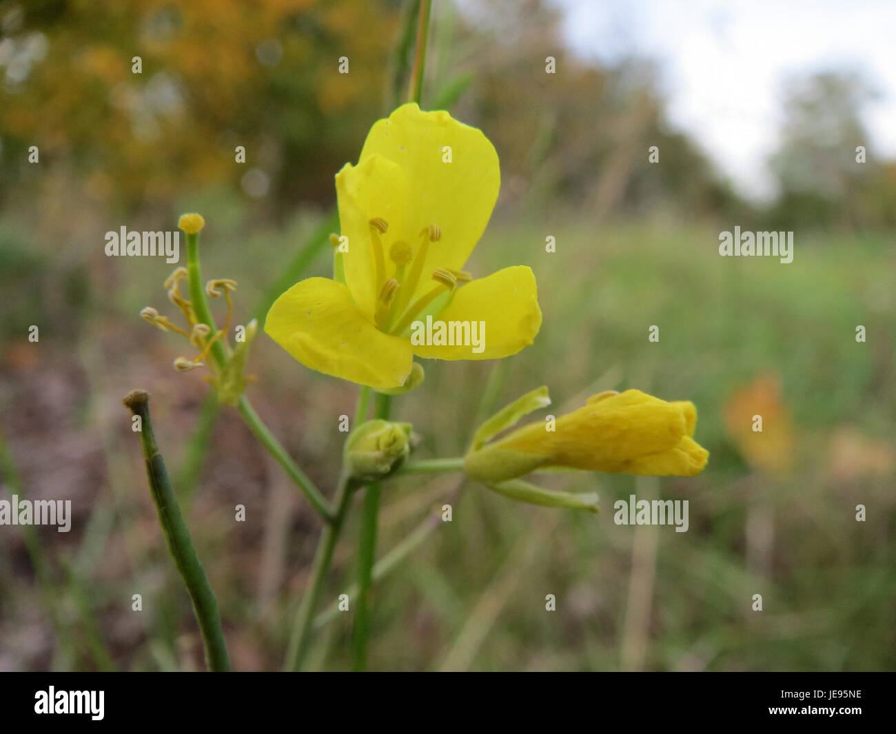 Diplotaxis tenuifolia, also known as wild rocket, is a leafy green ...
