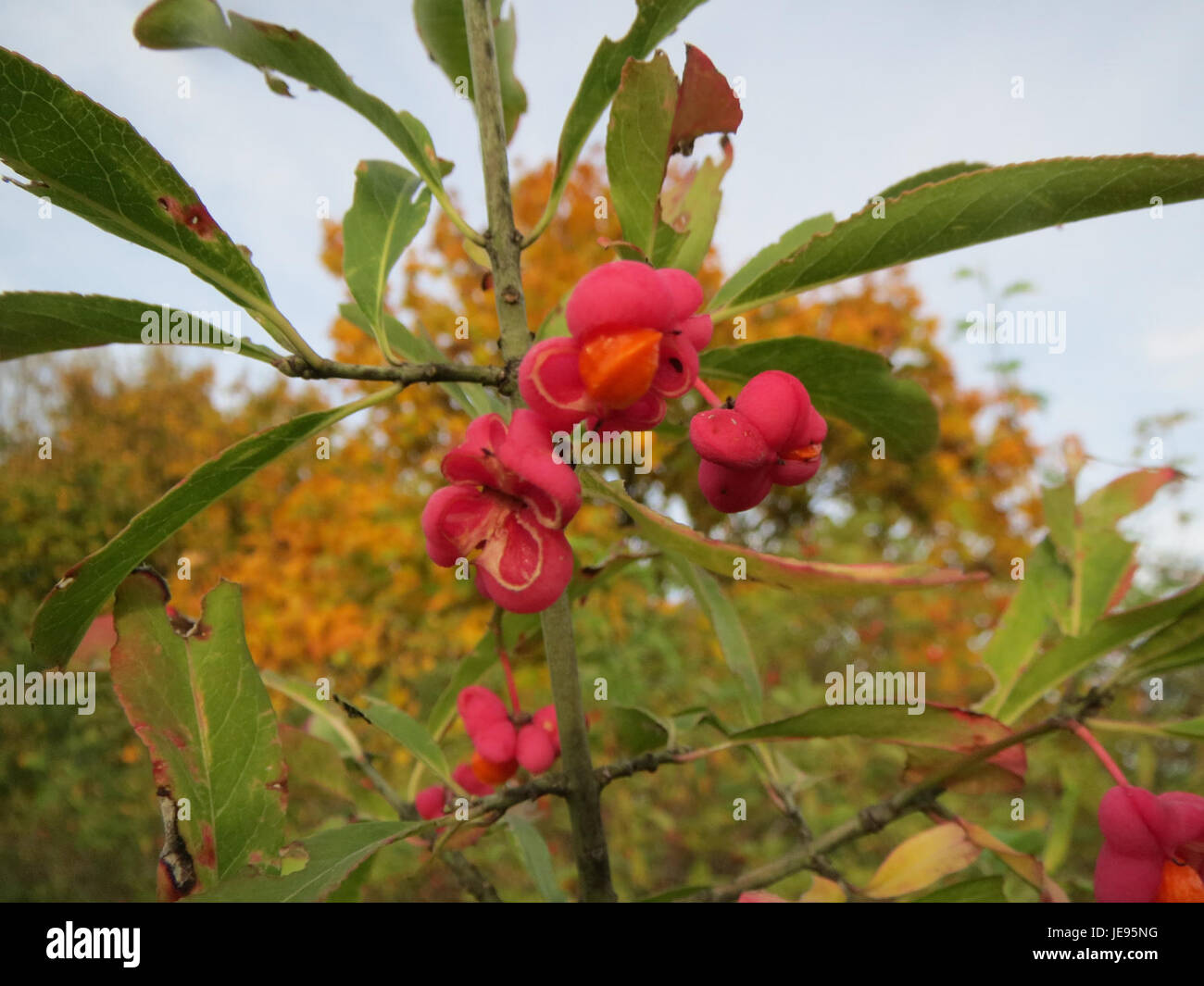 Pfaffenhütchen (Spindle tree) is a shrub known for its vibrant pink or ...