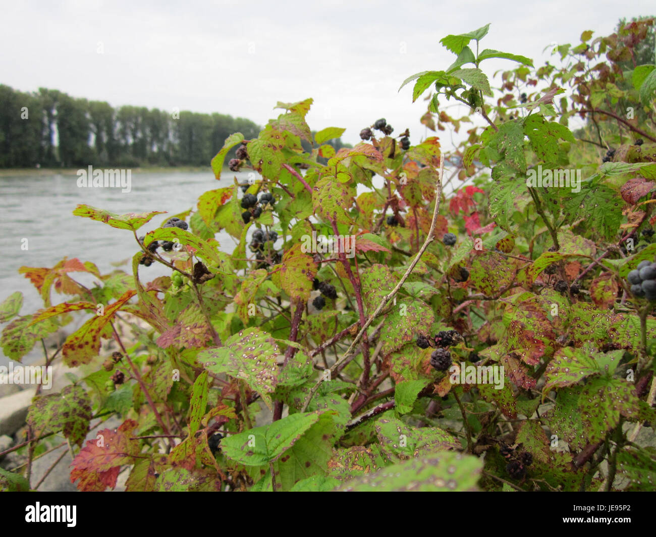 This image captures the scenic view of the Rhine River near Hockenheim ...