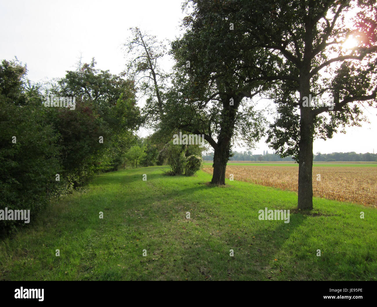 The Oder Hockenheimer Rheinbogen is a natural reserve located along the ...