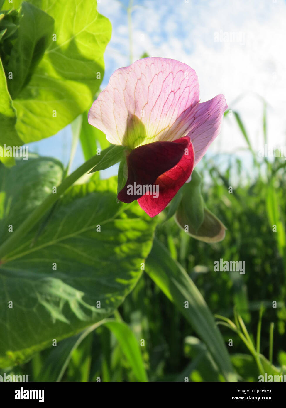 A landscape view of Erbsenfeld in Reilingen, Germany, depicting ...