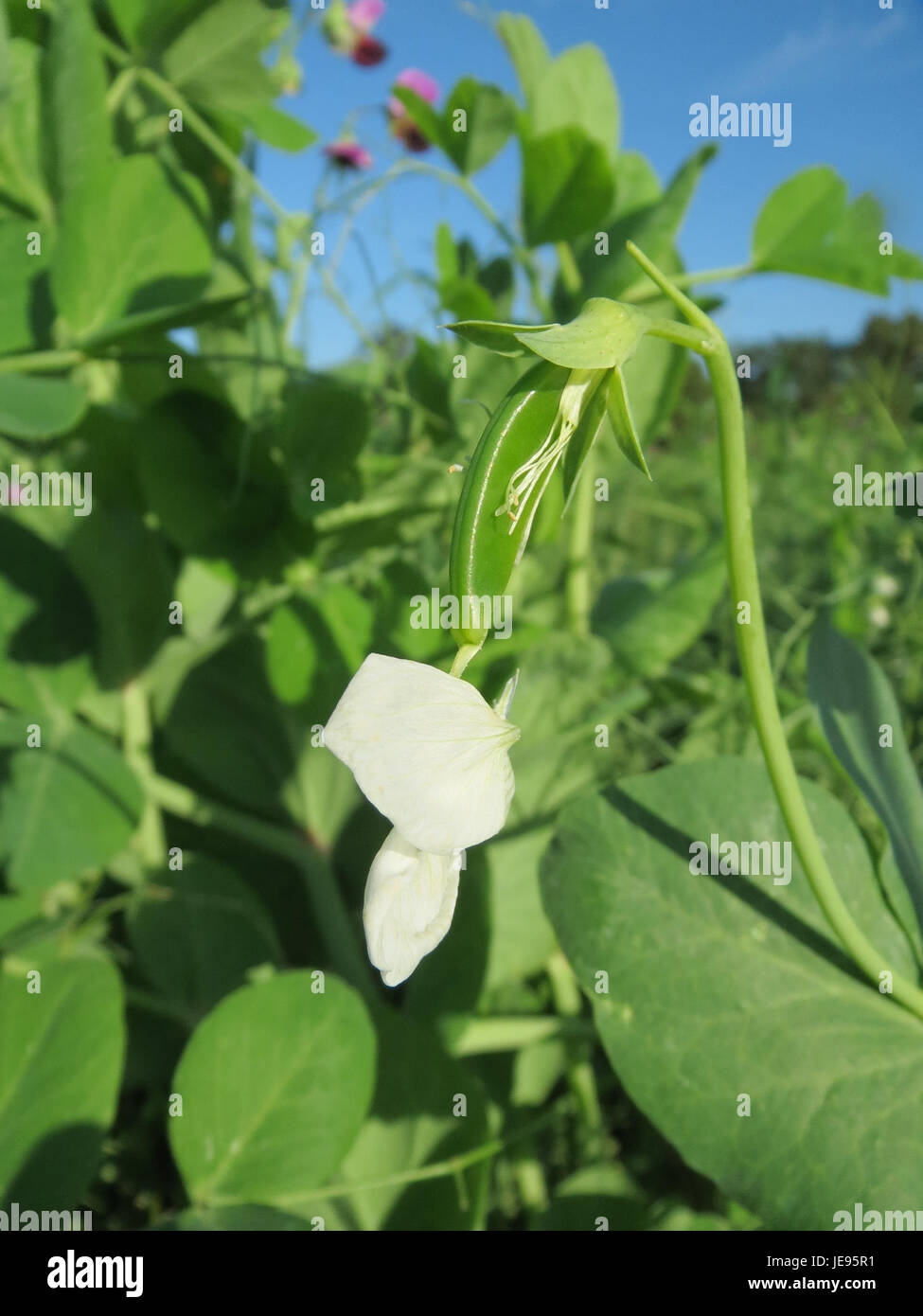 Photograph of an Erbsenfeld (pea field) in Reilingen, Germany, taken on October 19, 2013 ...