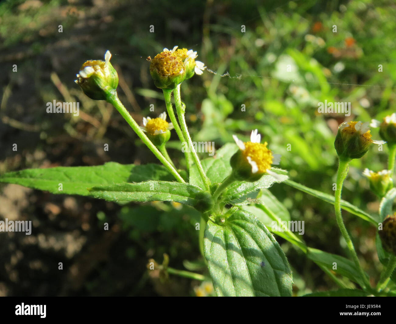 Weeding native garden plant hi-res stock photography and images - Alamy