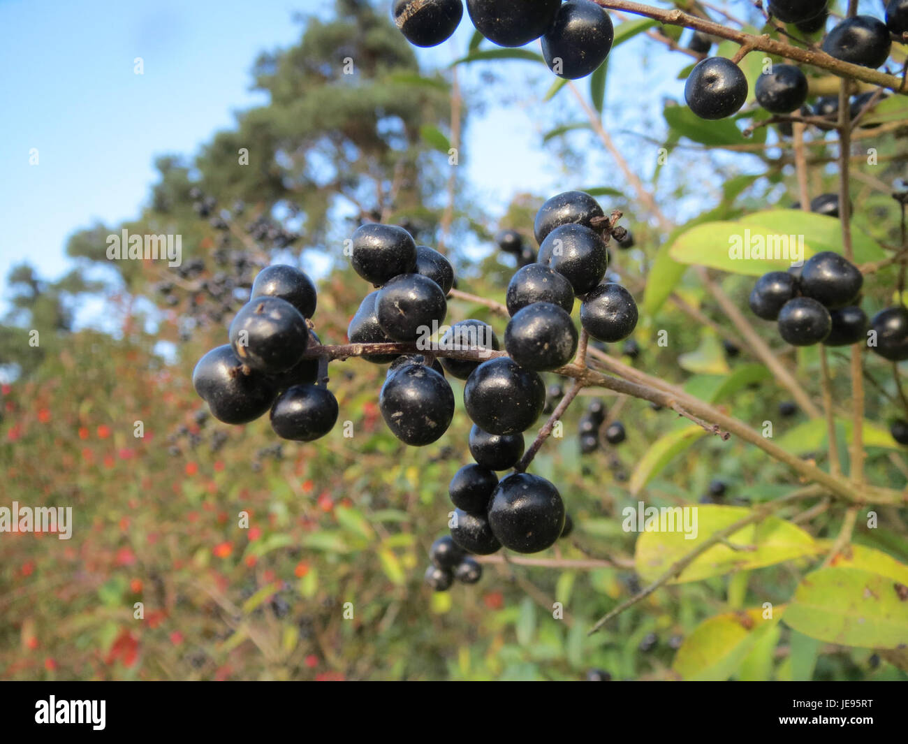 Used as a shrub in gardens hi-res stock photography and images - Alamy