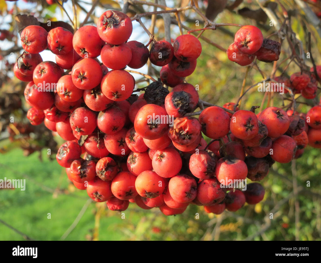 *Sorbus aucuparia*, commonly known as rowan or mountain ash, is a ...