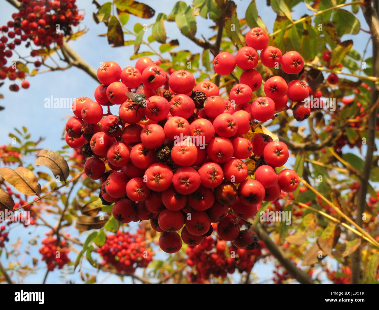 Sorbus aucuparia, also known as rowan or mountain ash, is a small tree ...