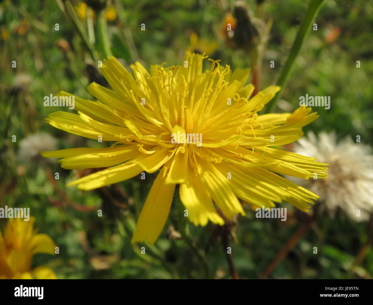 Picris hieracioides, also known as hawkweed, is a flowering plant from ...
