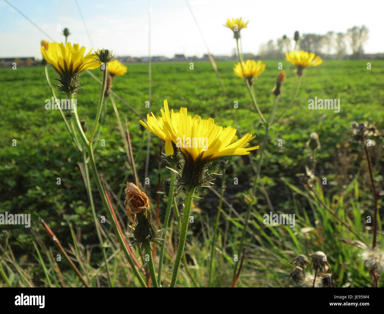 Photograph of Picris hieracioides, commonly known as hawkweed picris ...