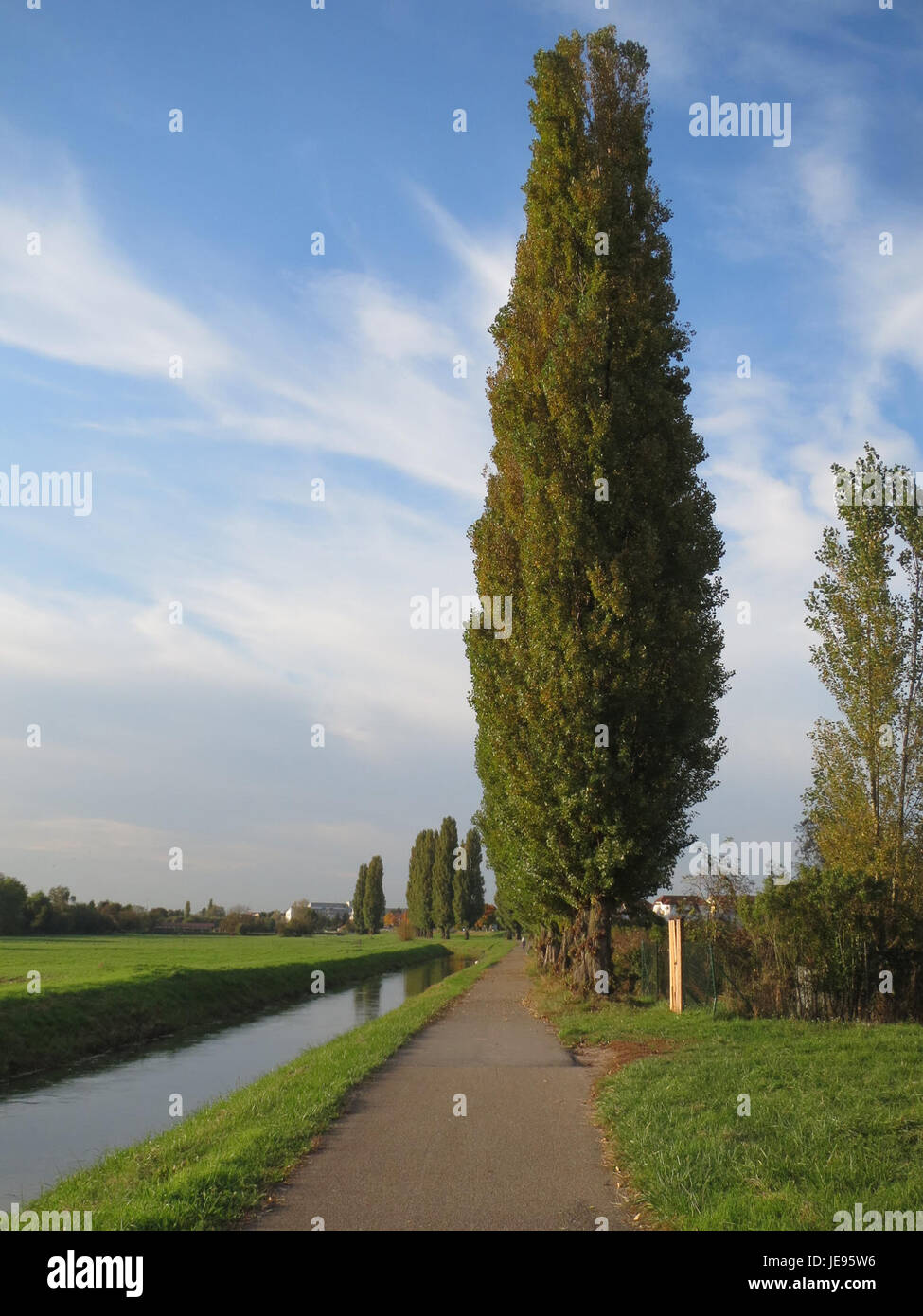 This image from October 19, 2013, features *Populus nigra Italica ...
