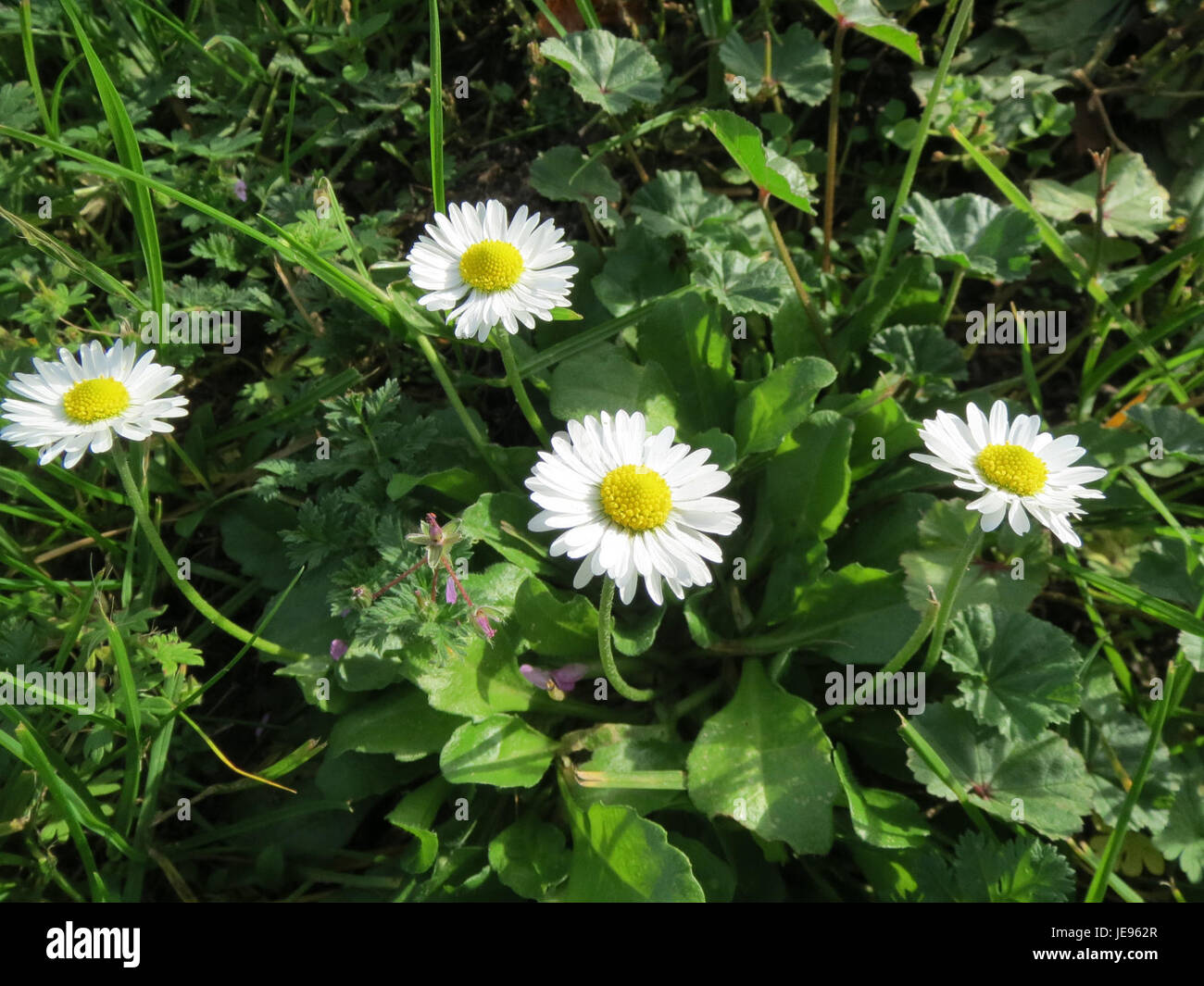 A photograph of Bellis perennis, commonly known as the daisy, captured ...