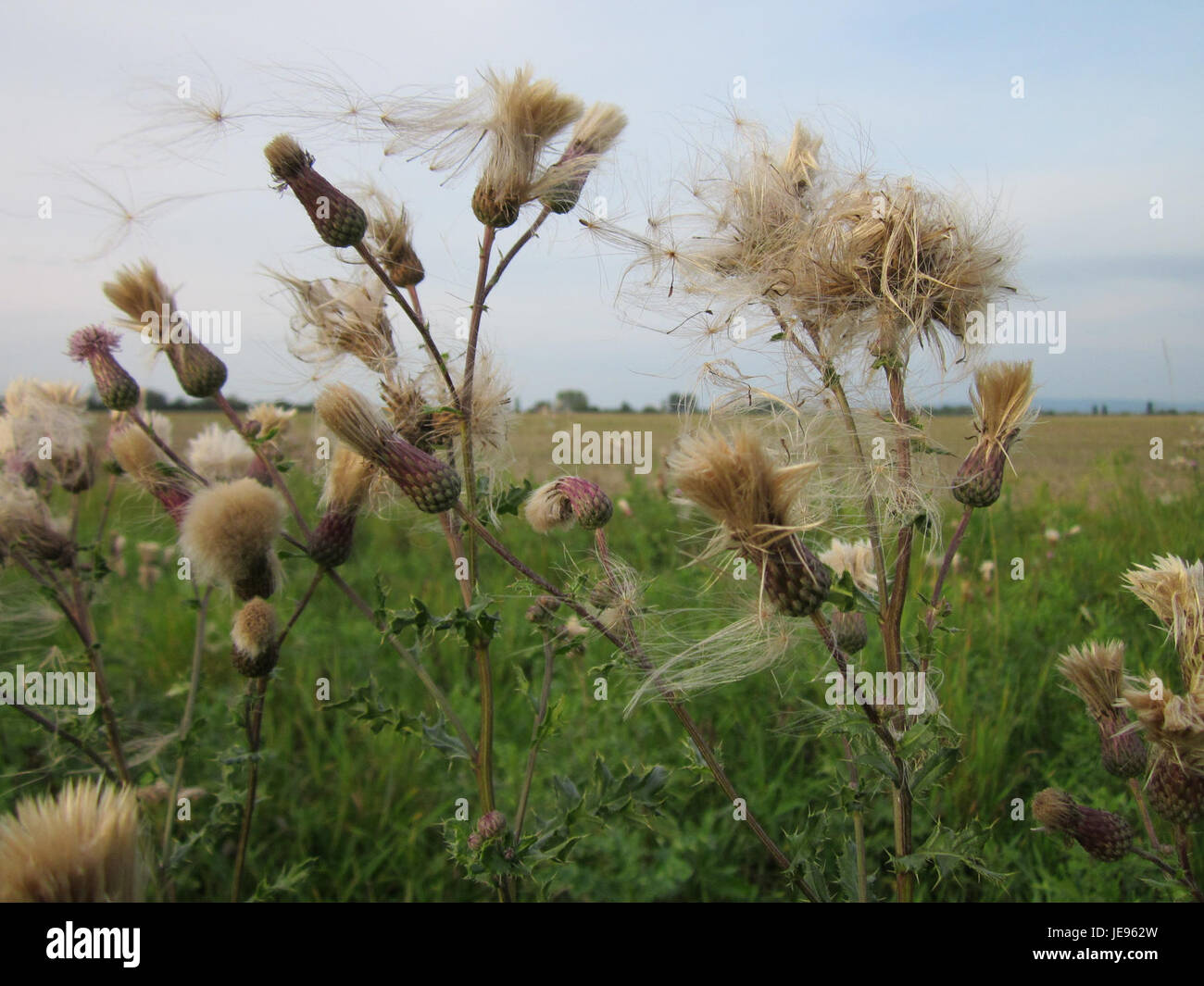 The 'Distel Hockenheimer Rheinbogen' refers to a natural area in the ...