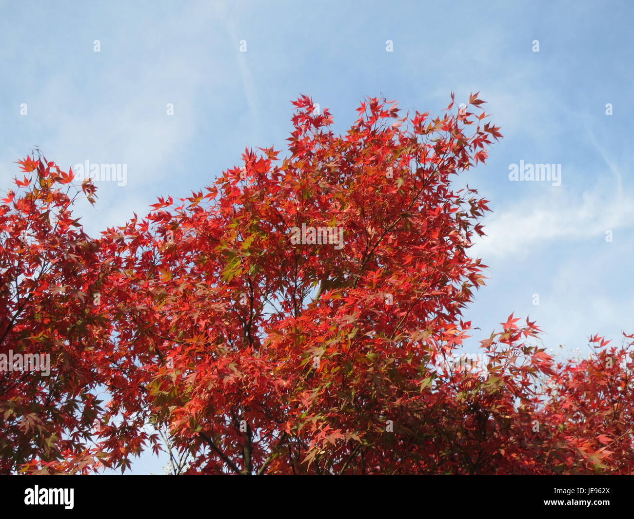 Acer palmatum, commonly known as the Japanese maple, is a species of ...