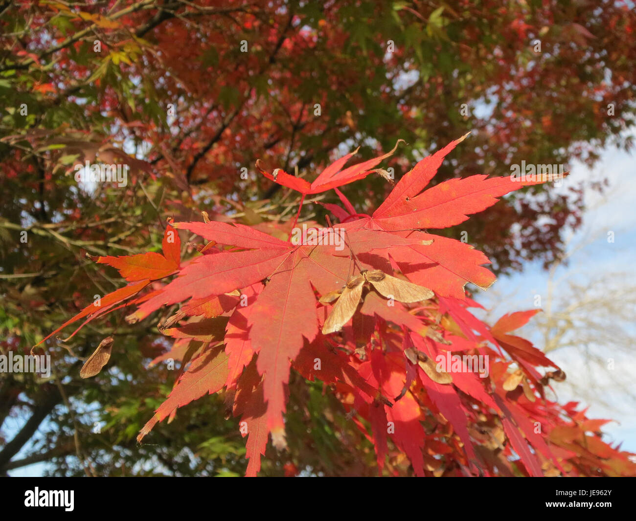 Acer palmatum, commonly known as the Japanese maple, is a deciduous ...