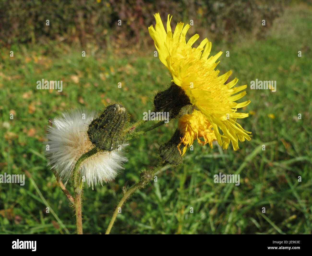 A close-up photograph of Sonchus asper, commonly known as spiny ...