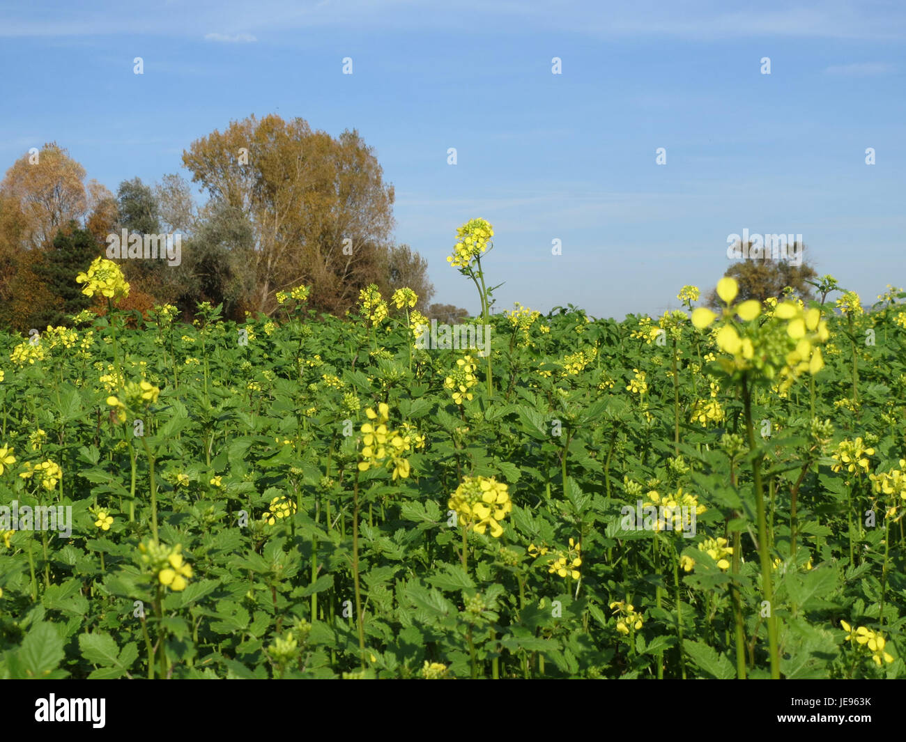 Senf-Feld refers to a mustard field, likely located in a rural ...