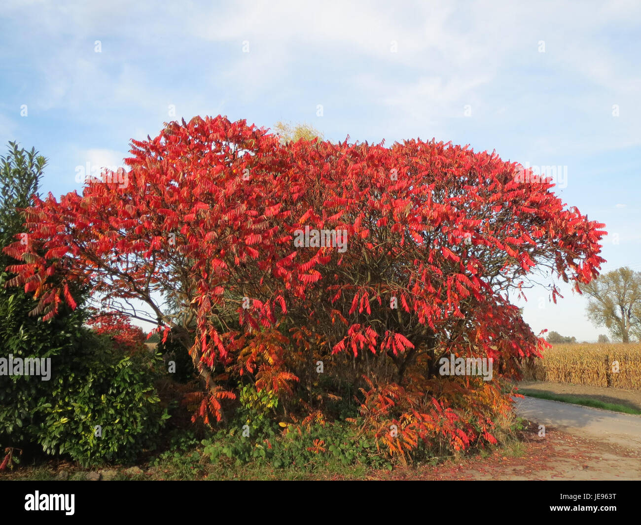 This photograph from October 22, 2013, shows an Essigbaum (vinegar tree ...