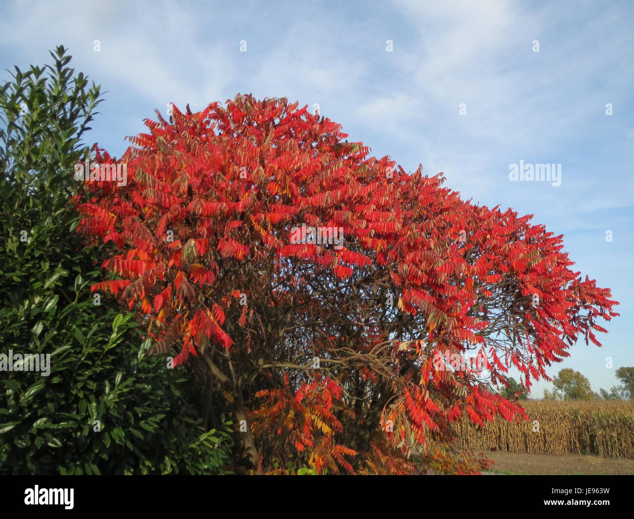 Essigbaum, or vinegar tree, is a deciduous tree species native to East ...