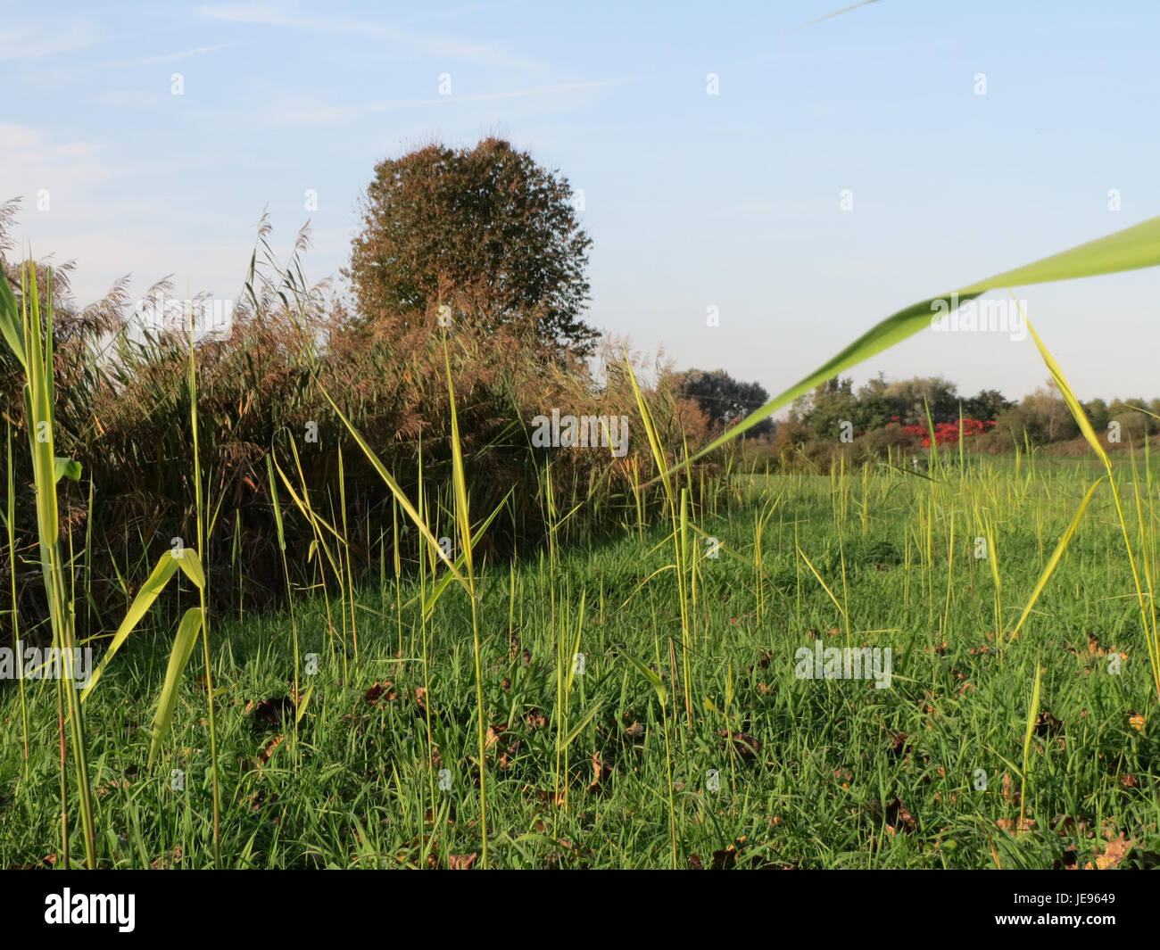A photograph of Karl-Ludwig-See, a lake in Germany, depicting its ...