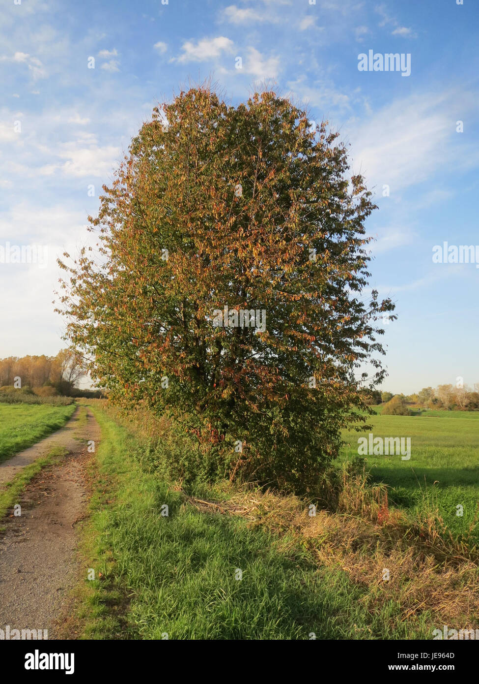 'Kirsche' refers to a cherry tree, and this photograph, taken at Karl ...