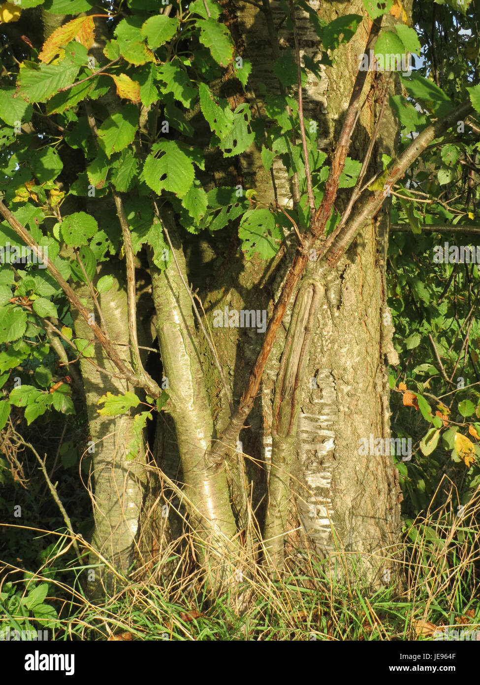 A photograph of a cherry tree (Kirsche) by Karl Ludwig See, taken on ...