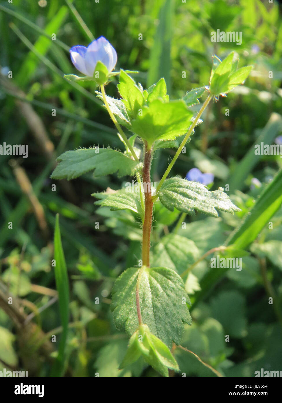 Ehrenpreis, also known as Veronica, is a genus of flowering plants ...